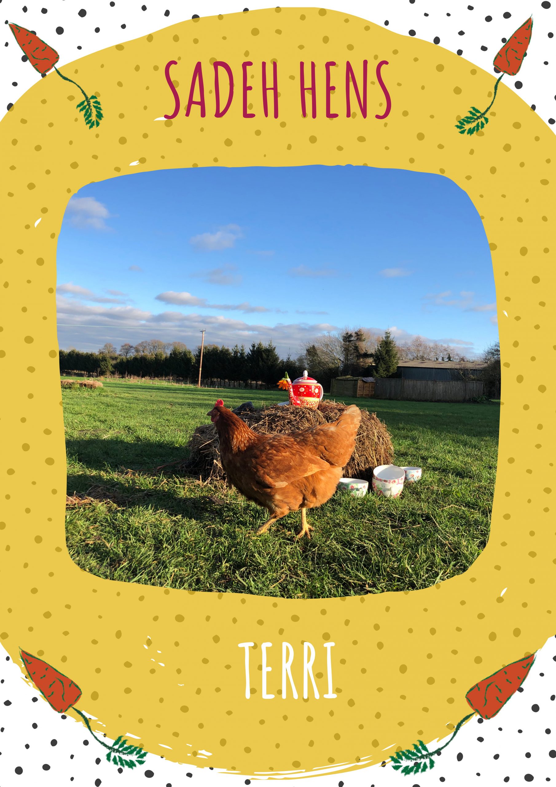 Our chickens – Sadeh farm