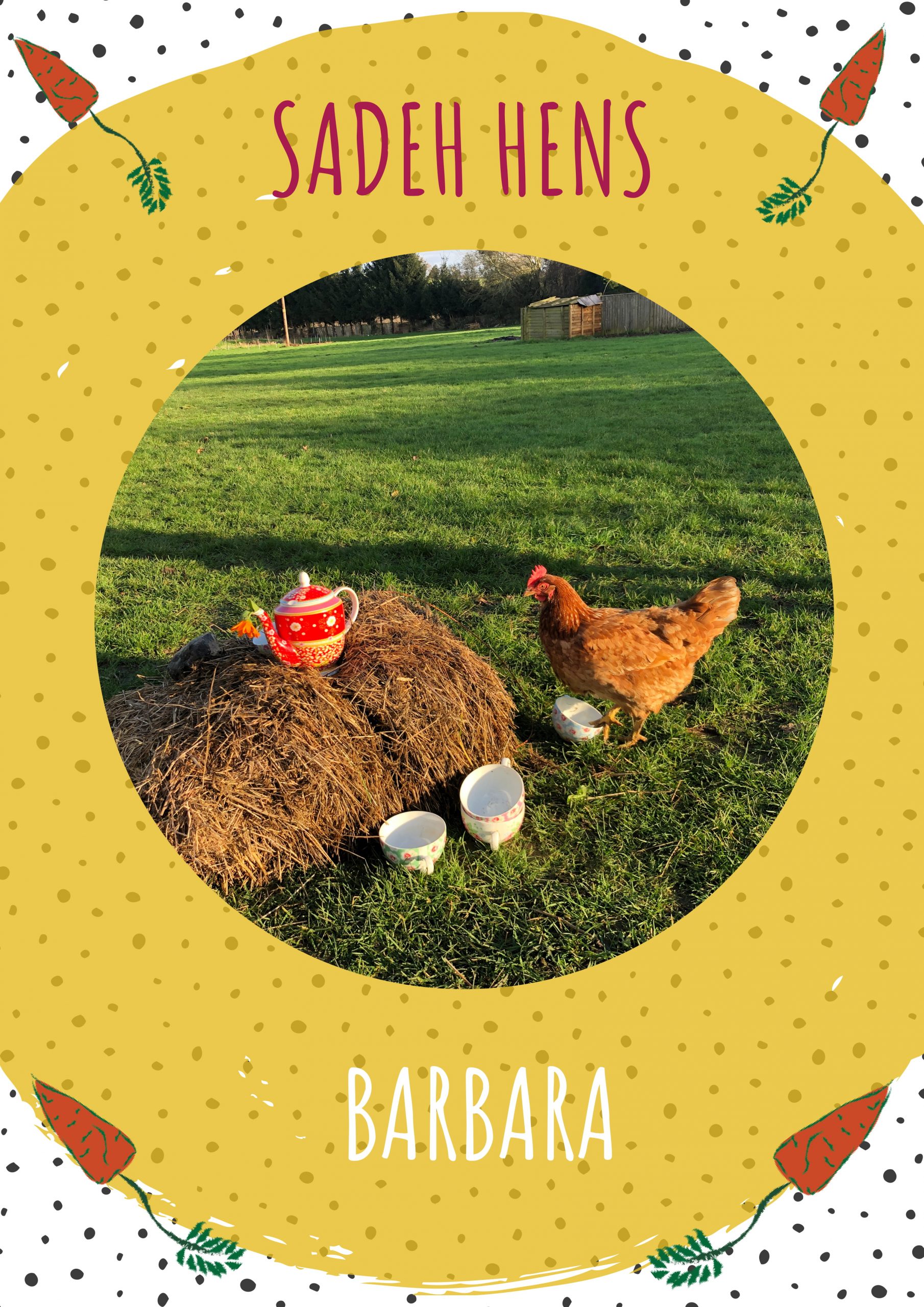 Our chickens – Sadeh farm