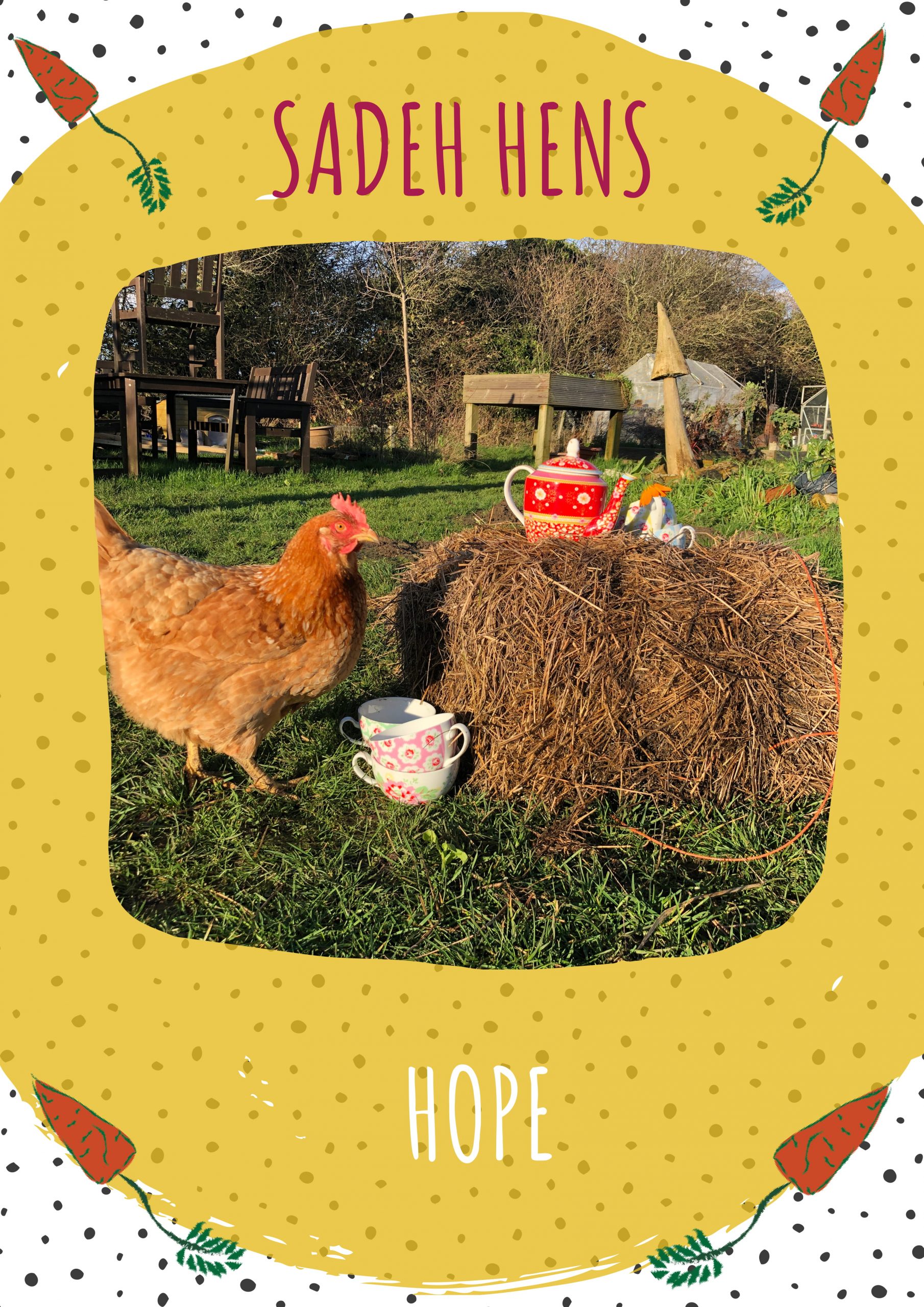 Our chickens – Sadeh farm