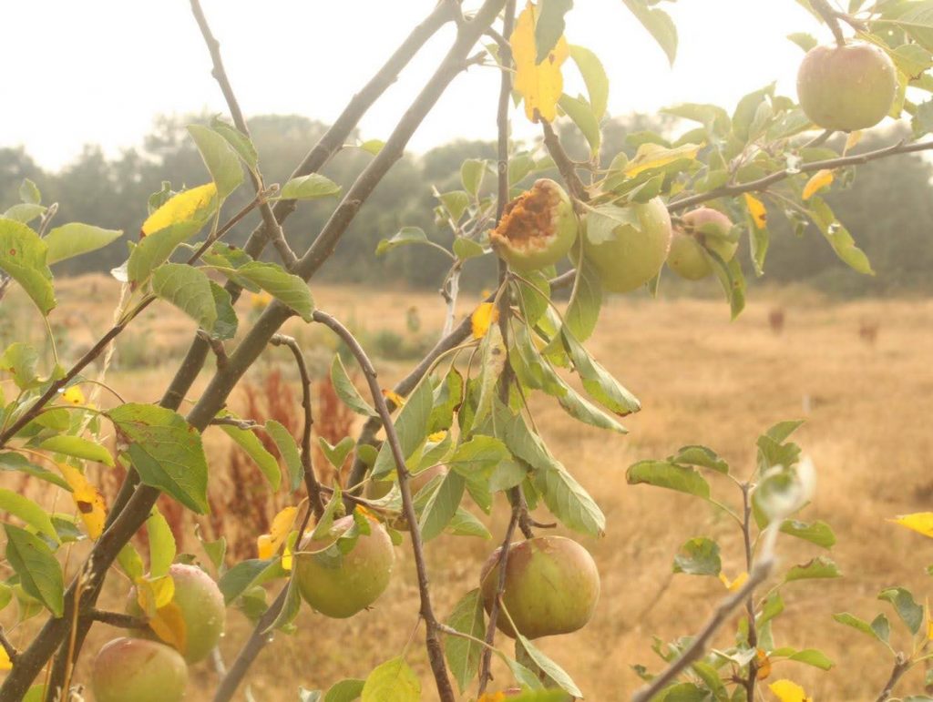 Sadeh farm – The Jewish farm and retreat centre